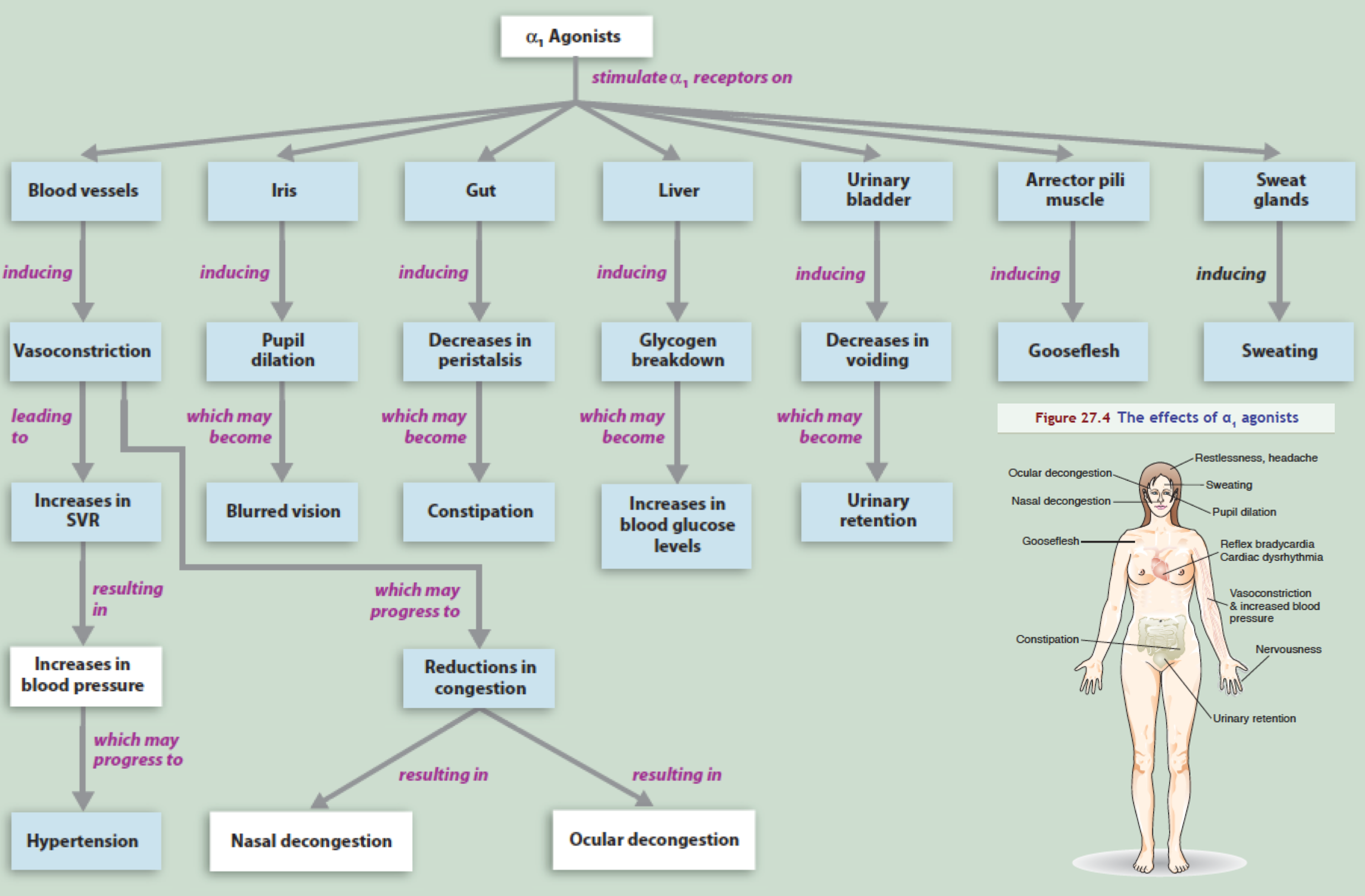 Alpha 1 Adrenoreceptors CodeHealth