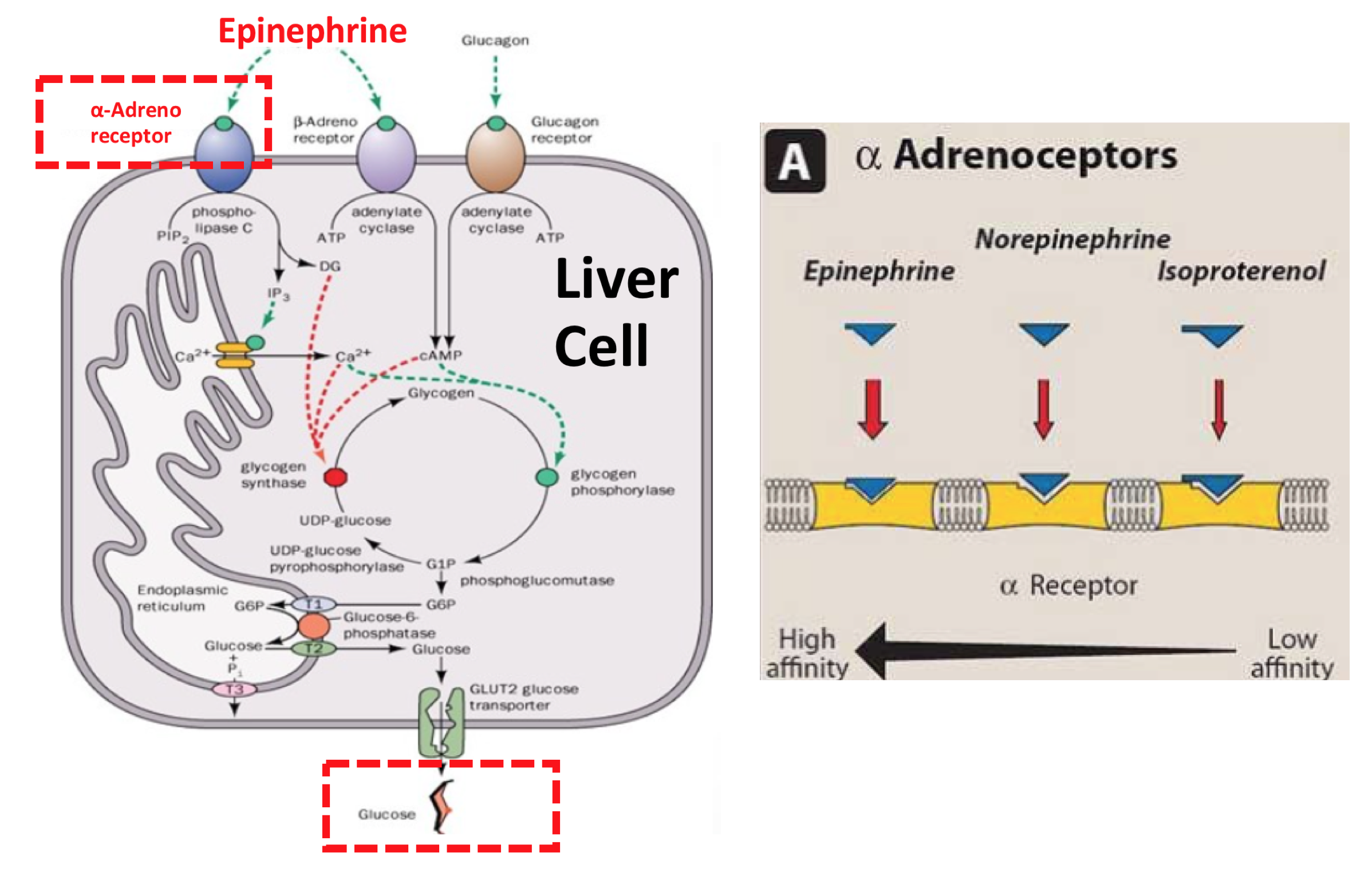 Alpha 1 Adrenoreceptors CodeHealth